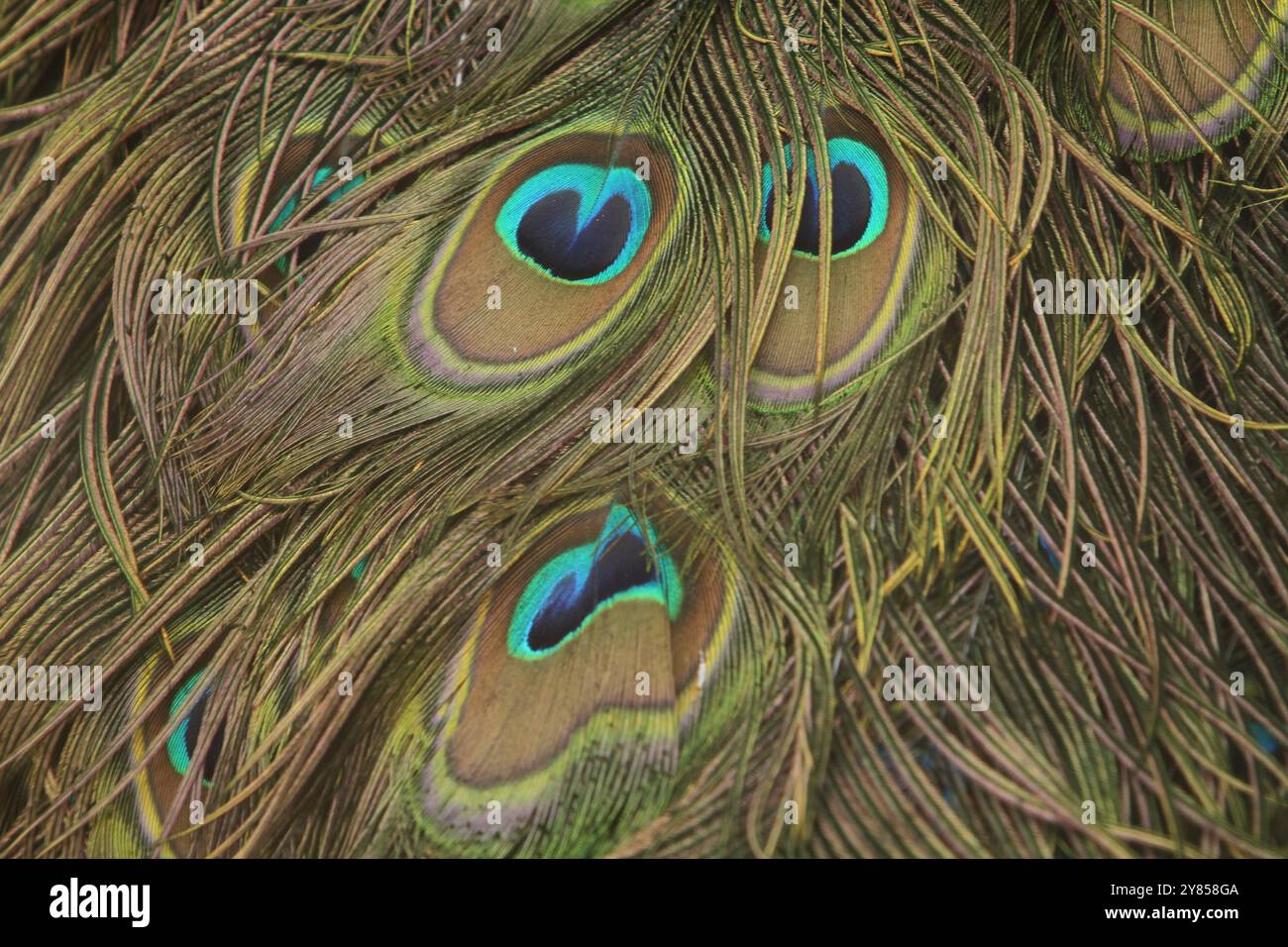 peacock feather patterns that form a face Stock Photo - Alamy