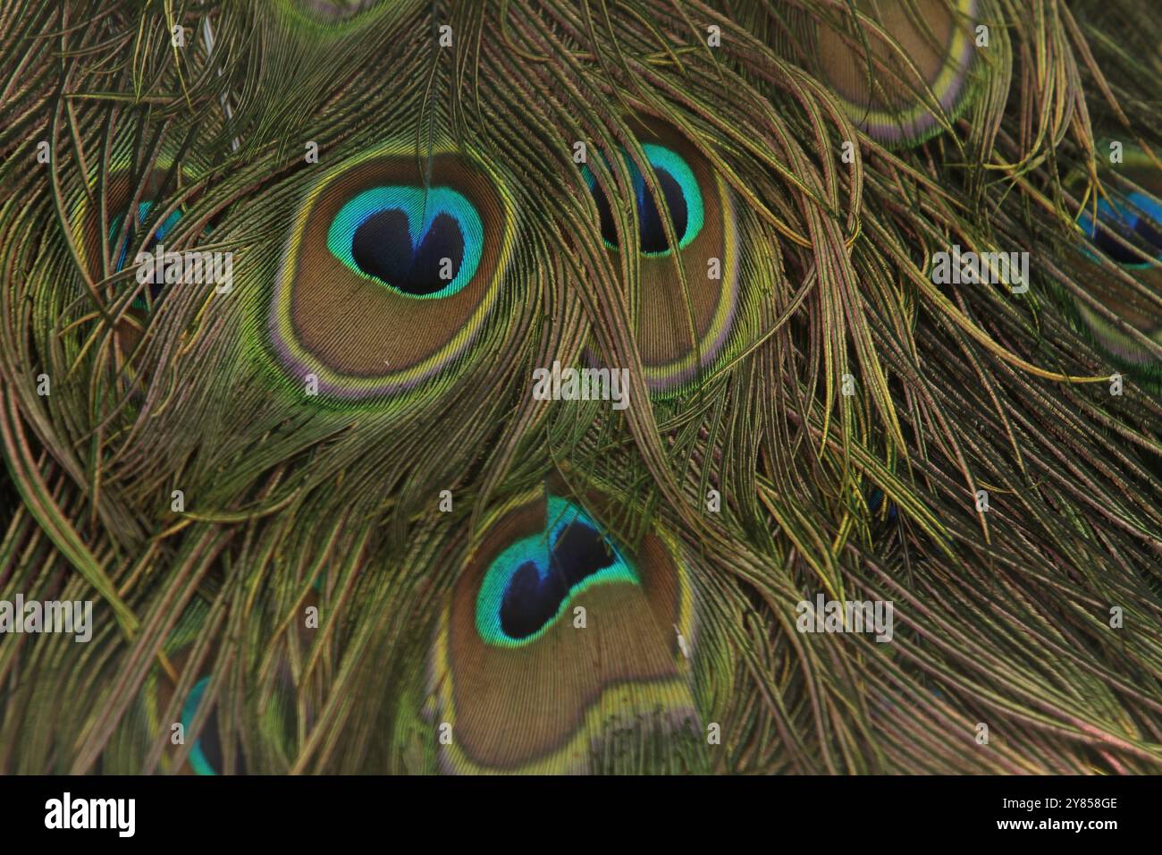 peacock feather patterns that form a face Stock Photo - Alamy