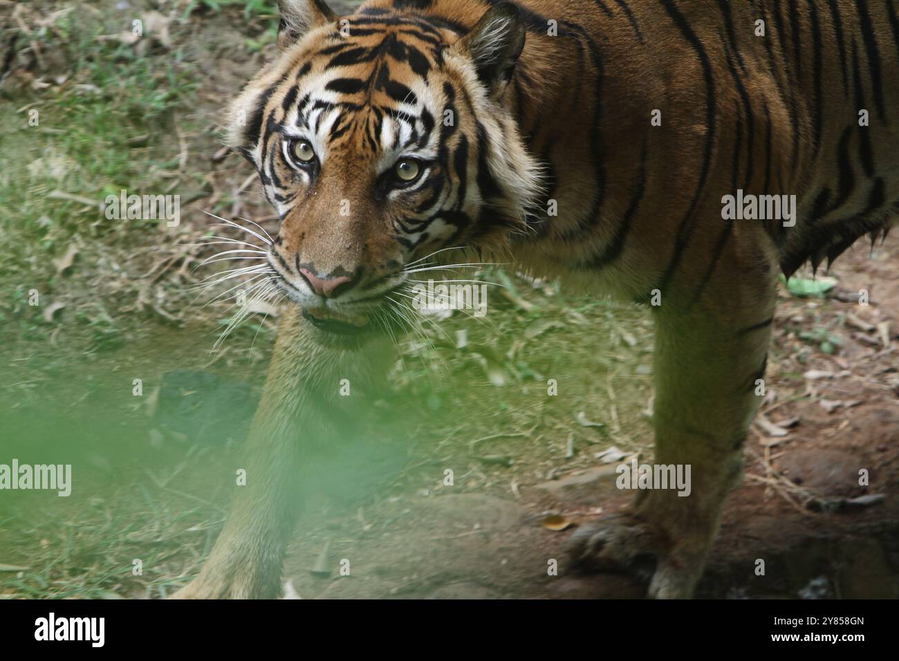 A Sumatran tiger walks around observing the surroundings Stock Photo ...