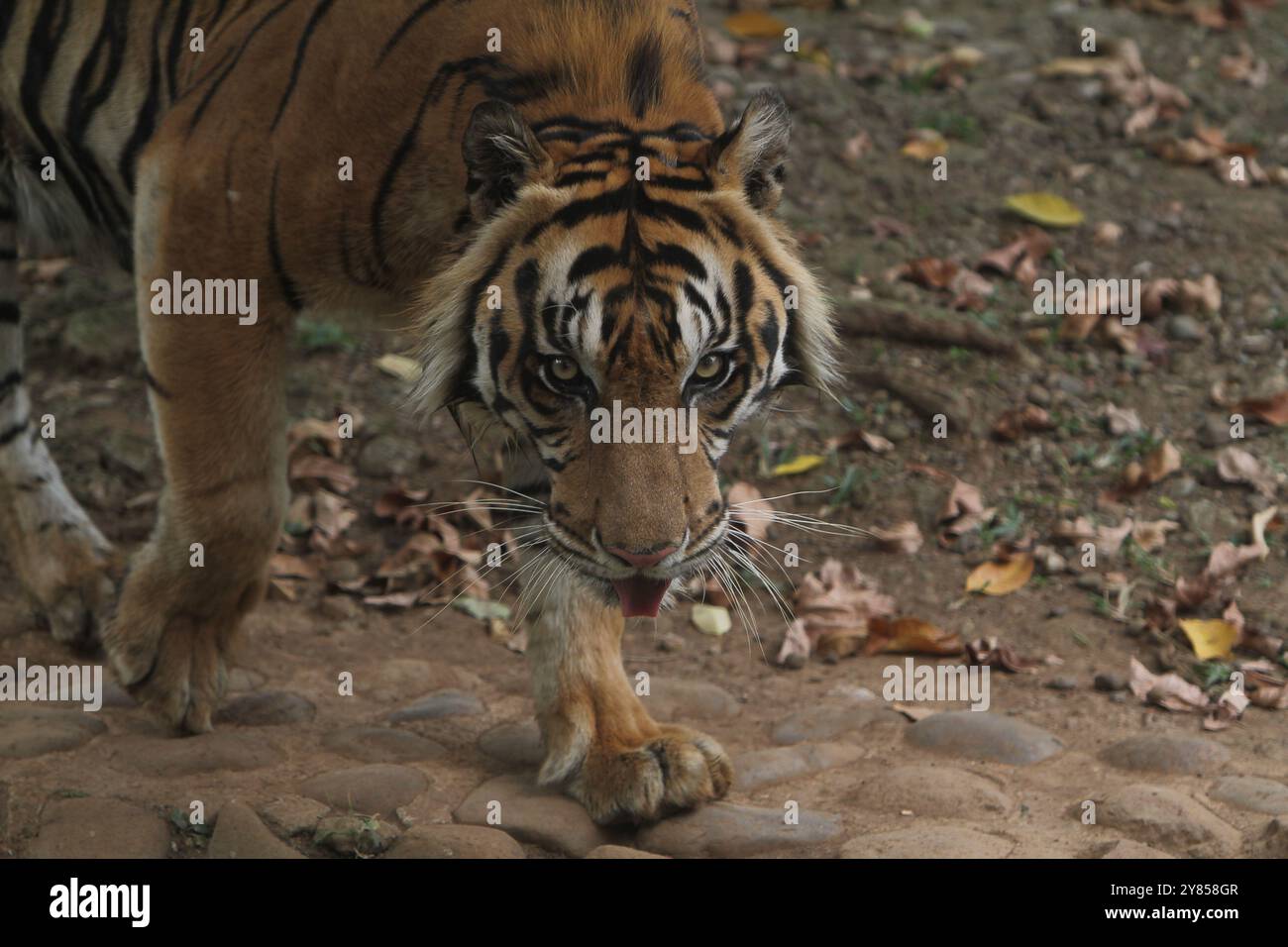 A Sumatran tiger walks around observing the surroundings Stock Photo ...
