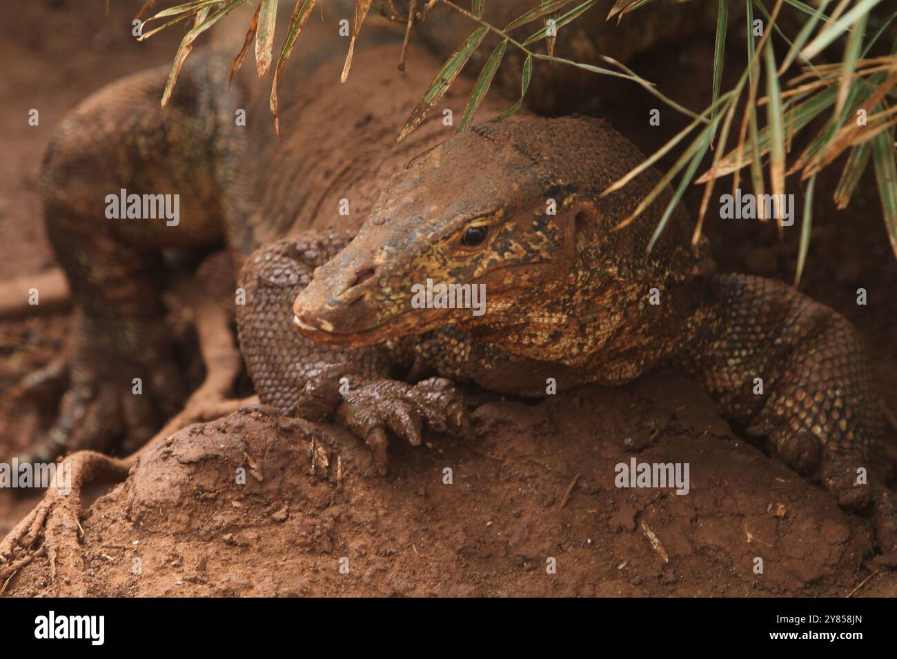 A salvator lizard was crawling on the ground while looking around Stock ...