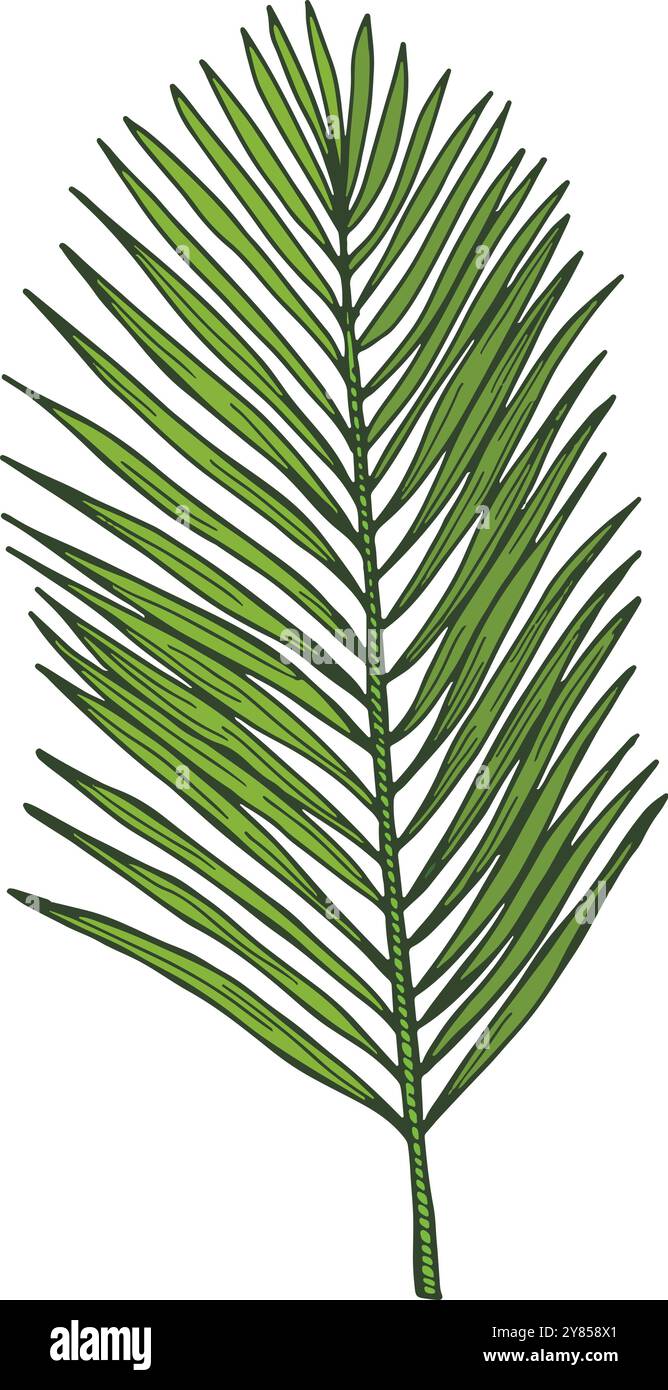 Palm frond icon. Tropical tree branch drawing Stock Vector Image & Art ...