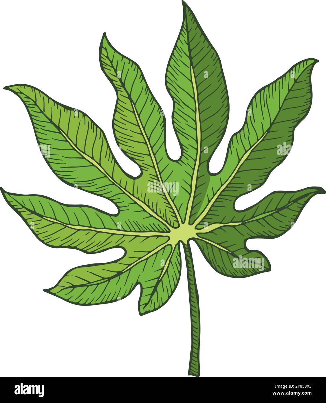 Floral element. Exotic plant leaf. Jungle botany Stock Vector Image ...