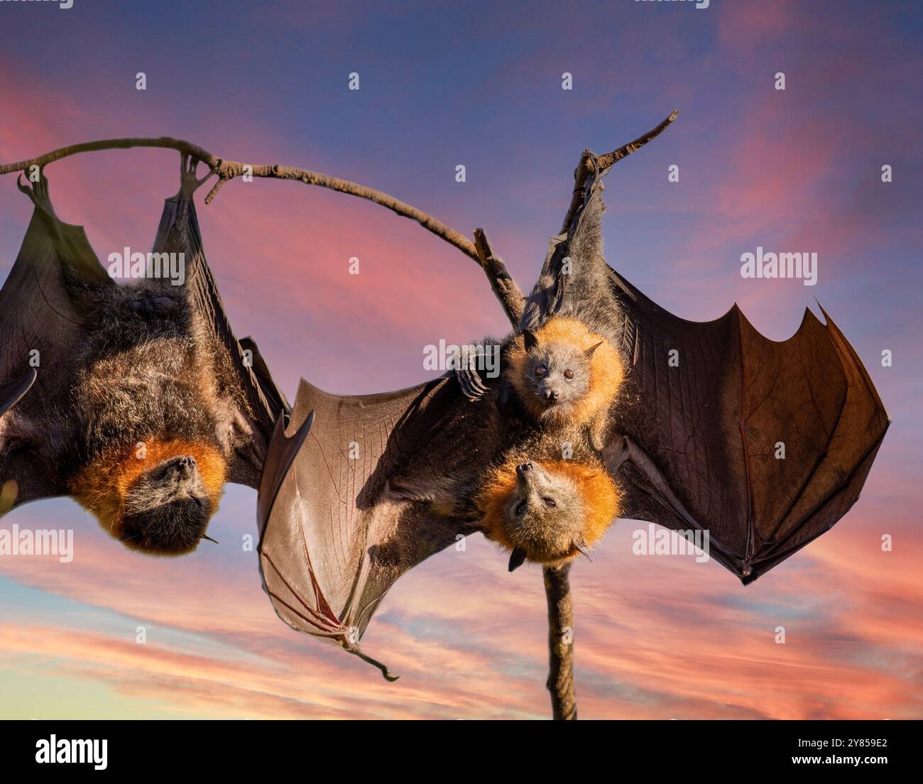 Grey headed flying fox colony in the Sydney suburb of Gladesville, New ...