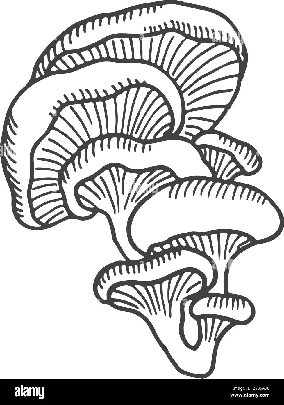 Oyster cap Black and White Stock Photos & Images - Alamy