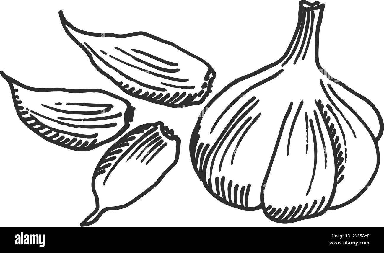 Garlic cloves doodle. Spicy vegetable hand drawing Stock Vector Image ...