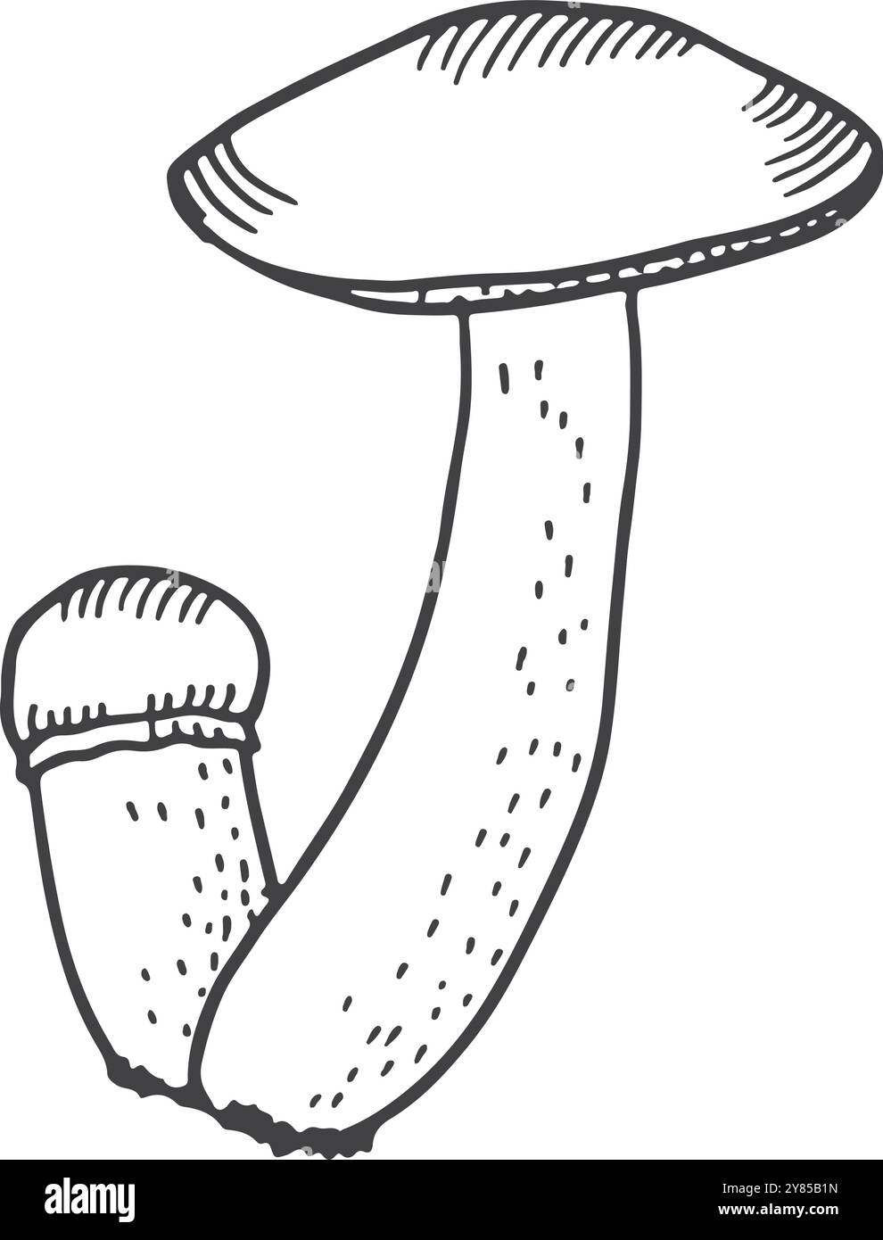 Boletus mushroom drawing. Wild growing woodland fungus Stock Vector ...