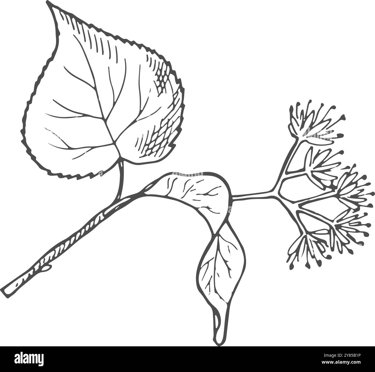 Herb drawing. Botanical illustration. Hand drawn flower Stock Vector ...