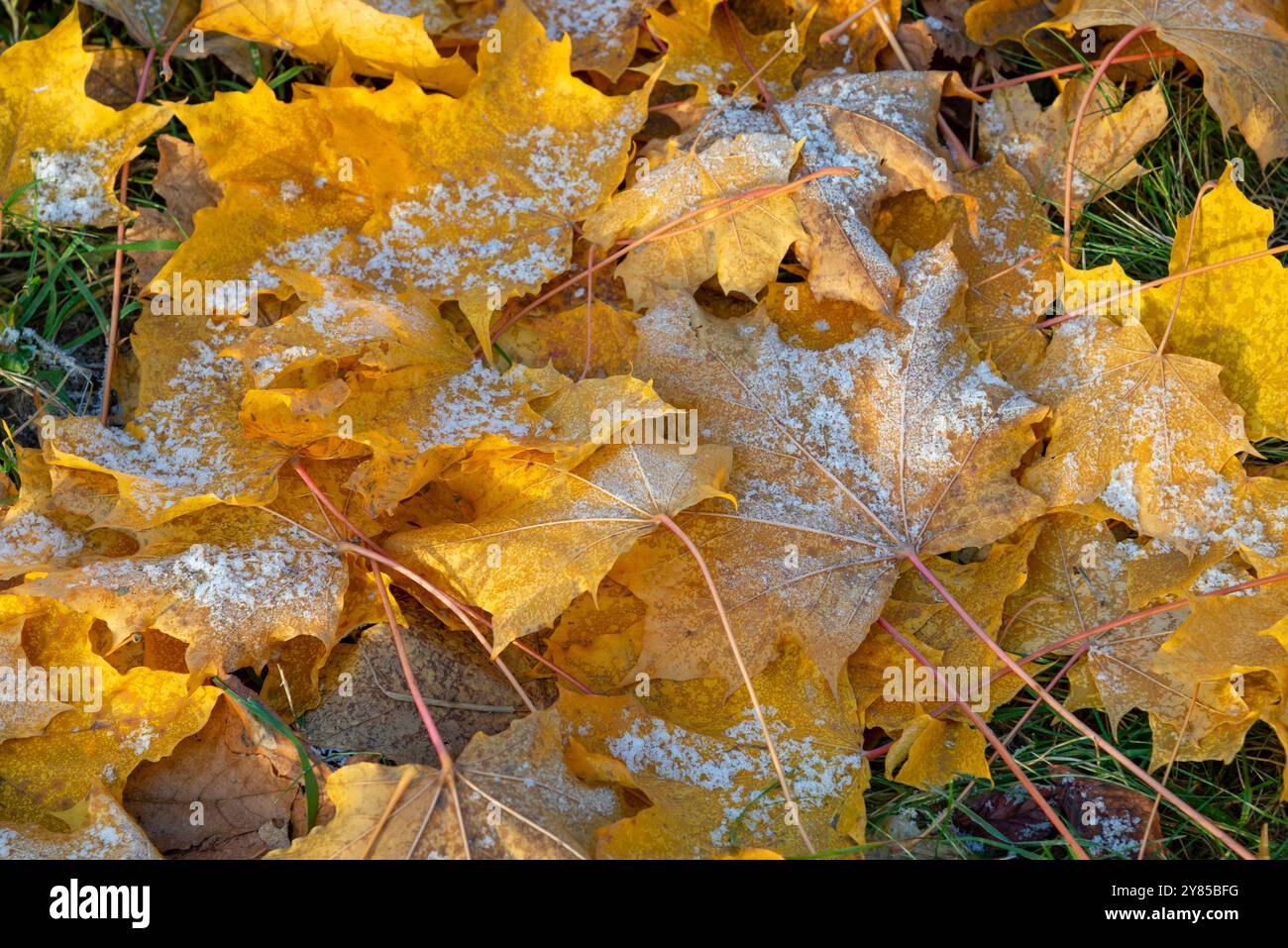 Fallen leaves first frost hi-res stock photography and images - Alamy