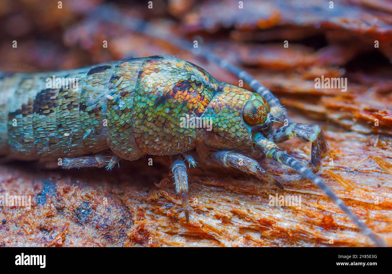 Jumping Bristletail - Lepismachilis y-signata, Archaeognatha Stock ...