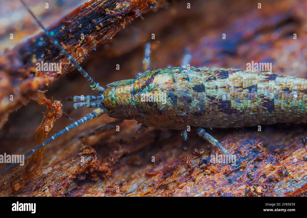 Jumping Bristletail - Lepismachilis y-signata, Archaeognatha Stock ...