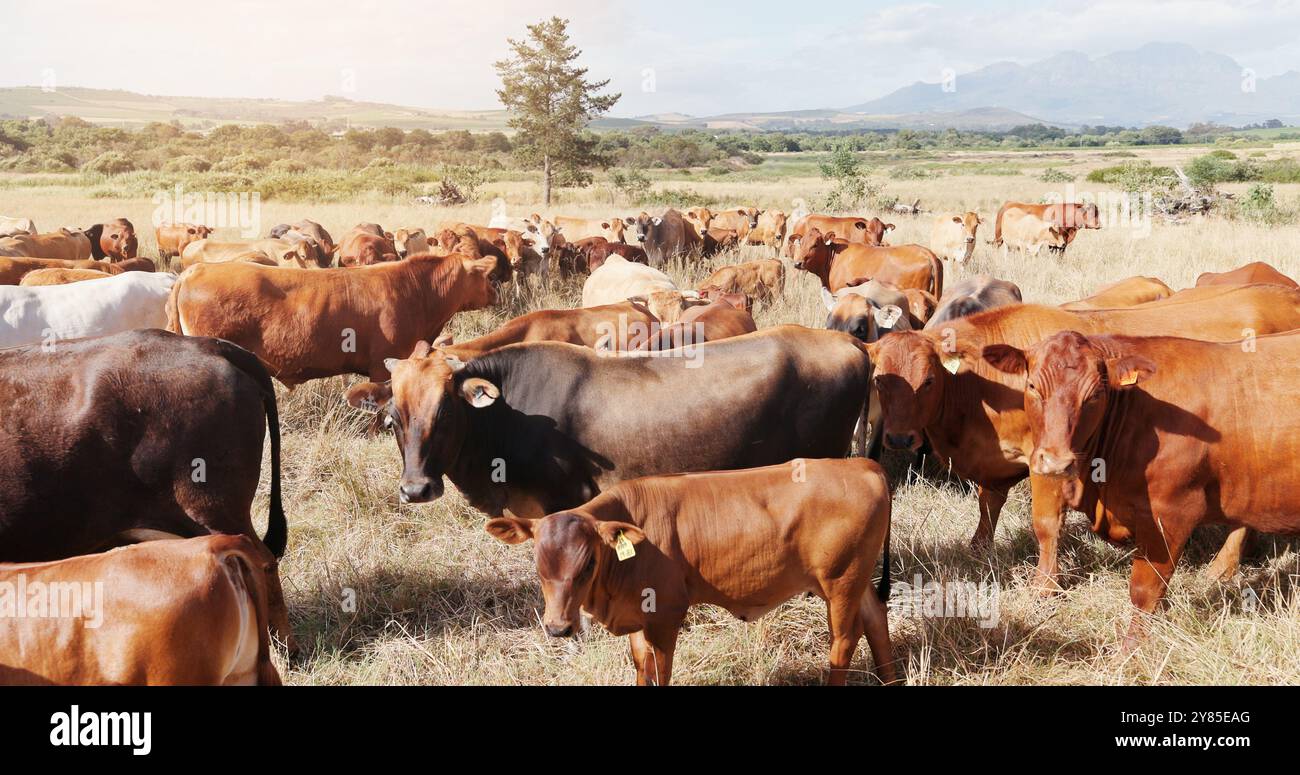 Farming, field and cattle on grass, sustainability and dairy industry ...