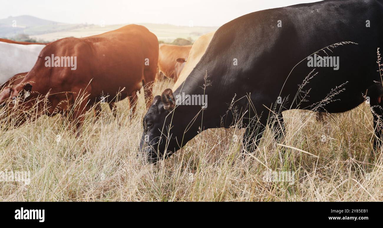 Farming, field and cattle on grass, countryside and dairy farm for ...