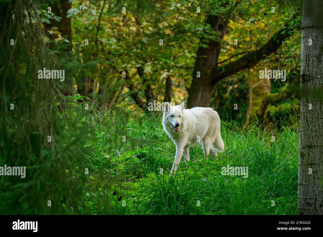 Shane treat hi-res stock photography and images - Alamy