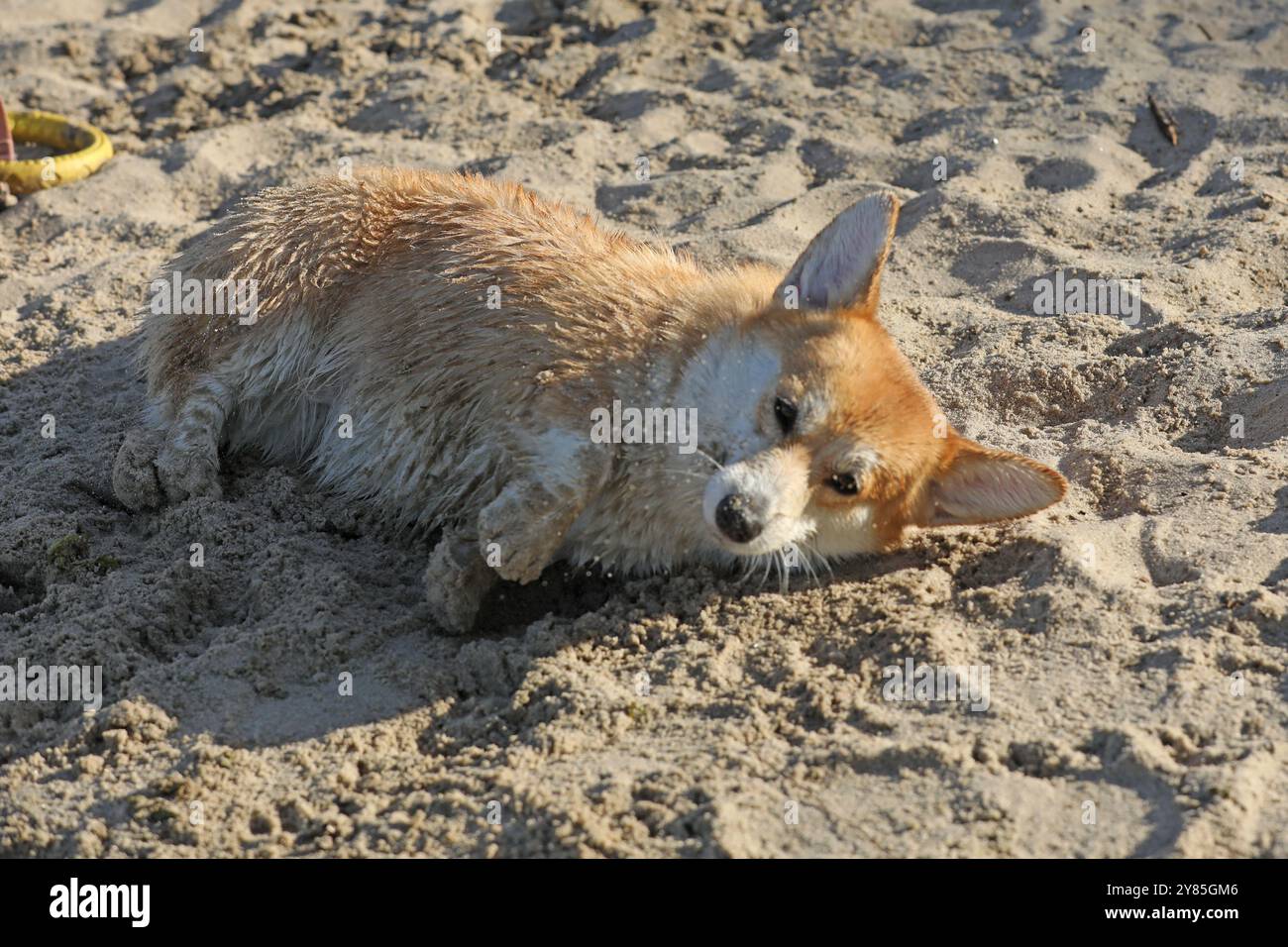 Cute pembroke welsh corgi having fun on the beach with sand Stock Photo ...