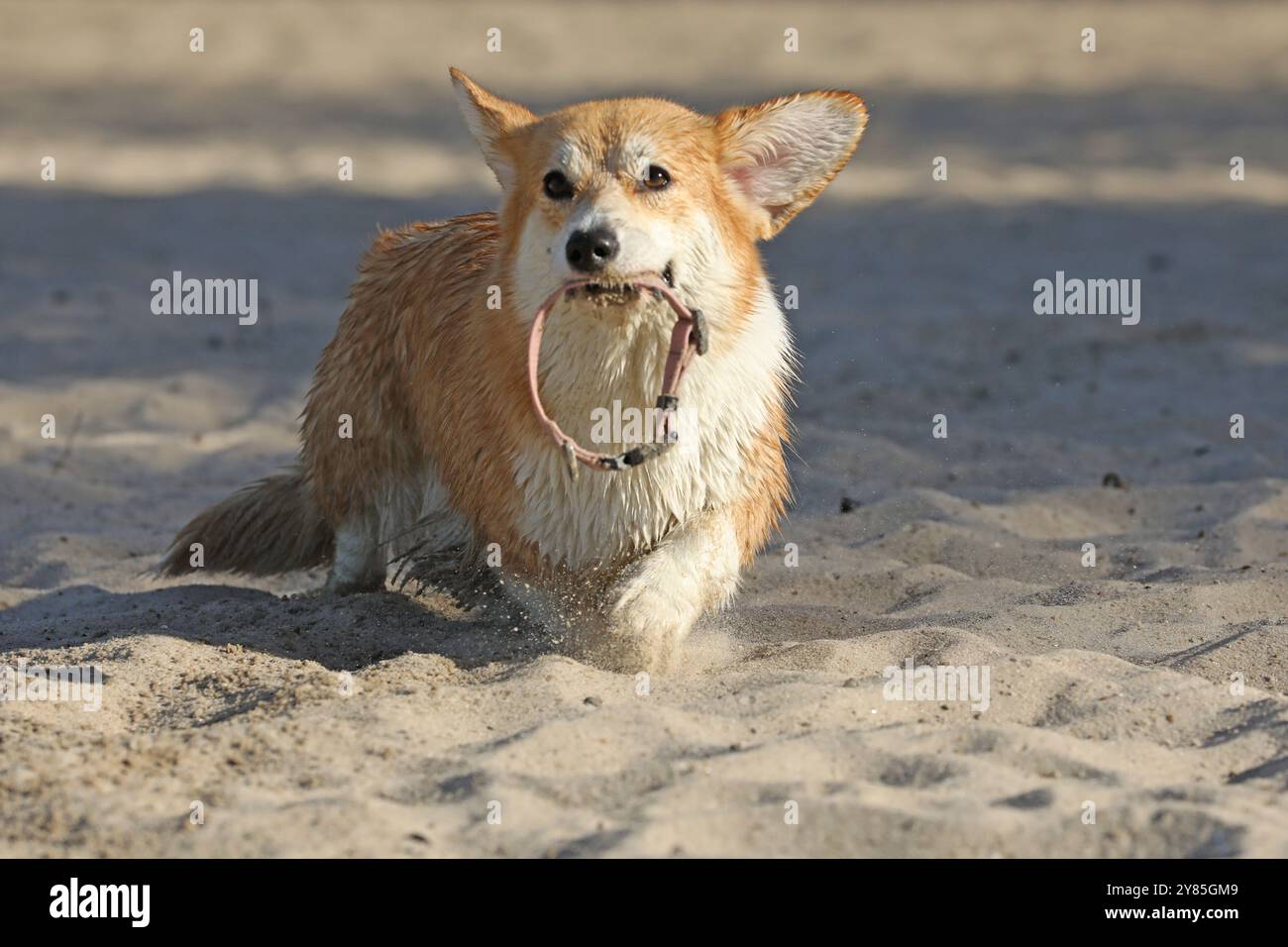 Cute pembroke welsh corgi having fun on the beach with sand Stock Photo ...