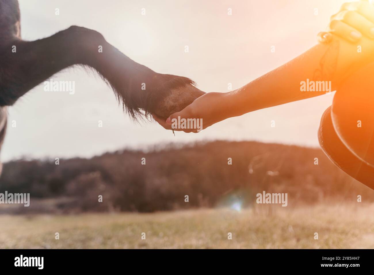 Horse Hand Trust: Close-up of horse's hoof and human hand touching in ...