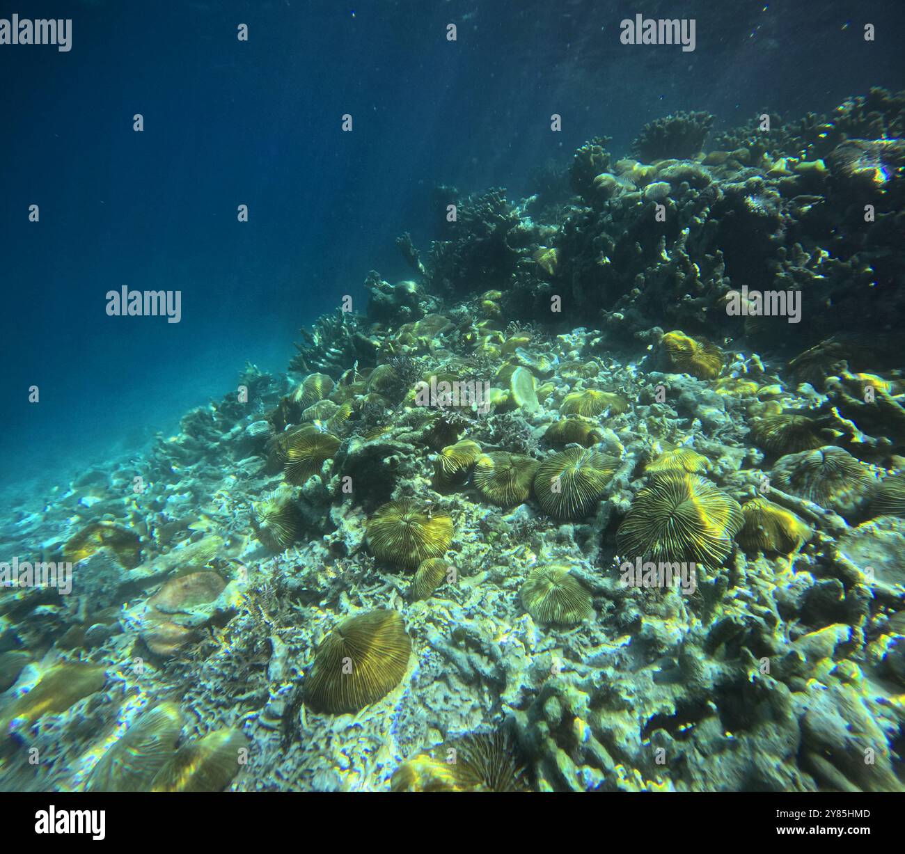 Fungiid (mushroom) corals proliferating at a dynamite fishing blast ...
