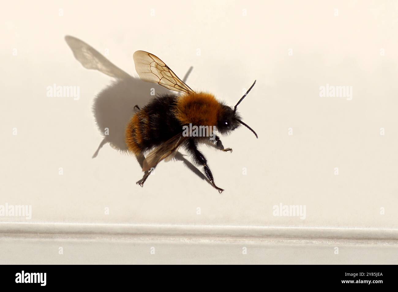 Close up of a Common carder bee (Bombus pascuorum), family Apidae on white sliding door. Autumn ...