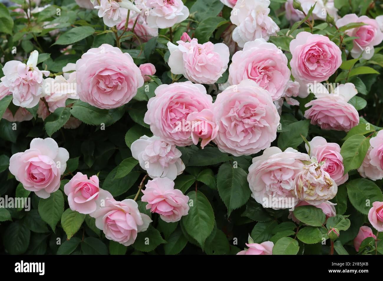 Large frilly flowers hi-res stock photography and images - Alamy