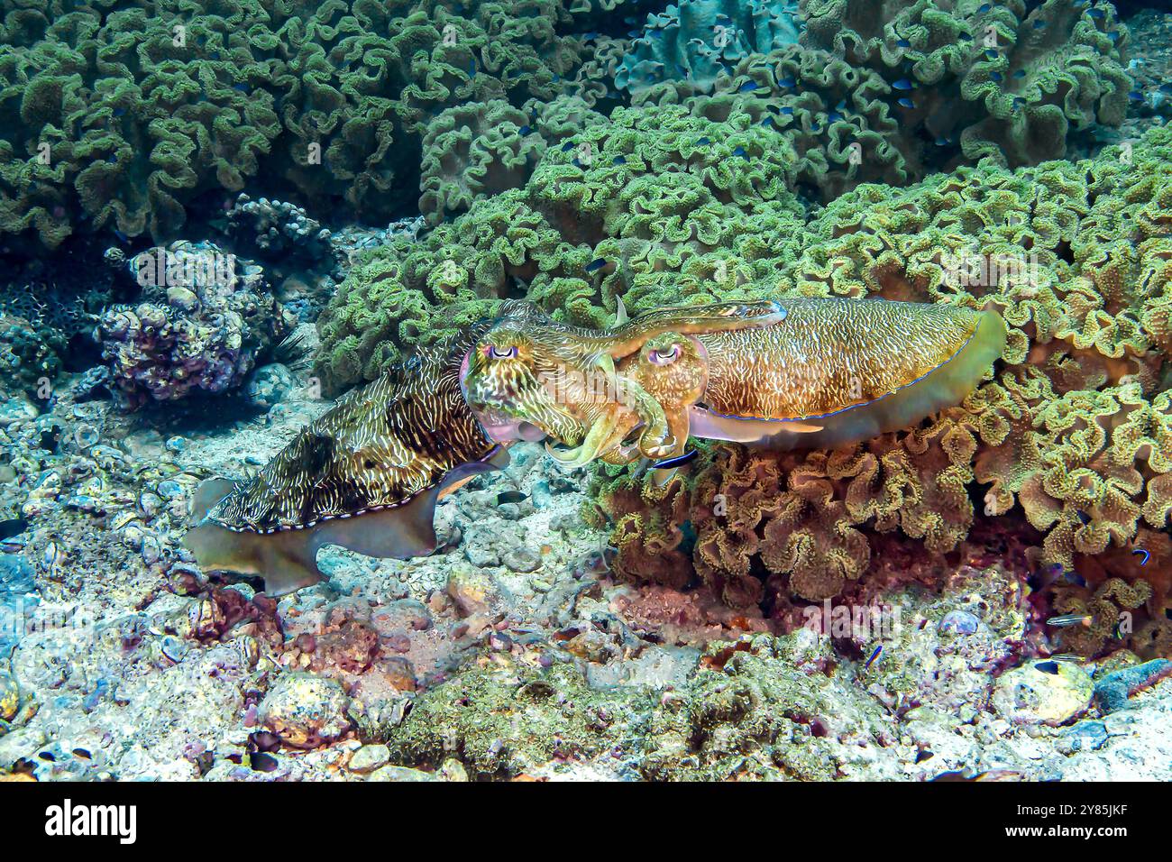 Pharaoh cuttlefish mating head to head Stock Photo - Alamy