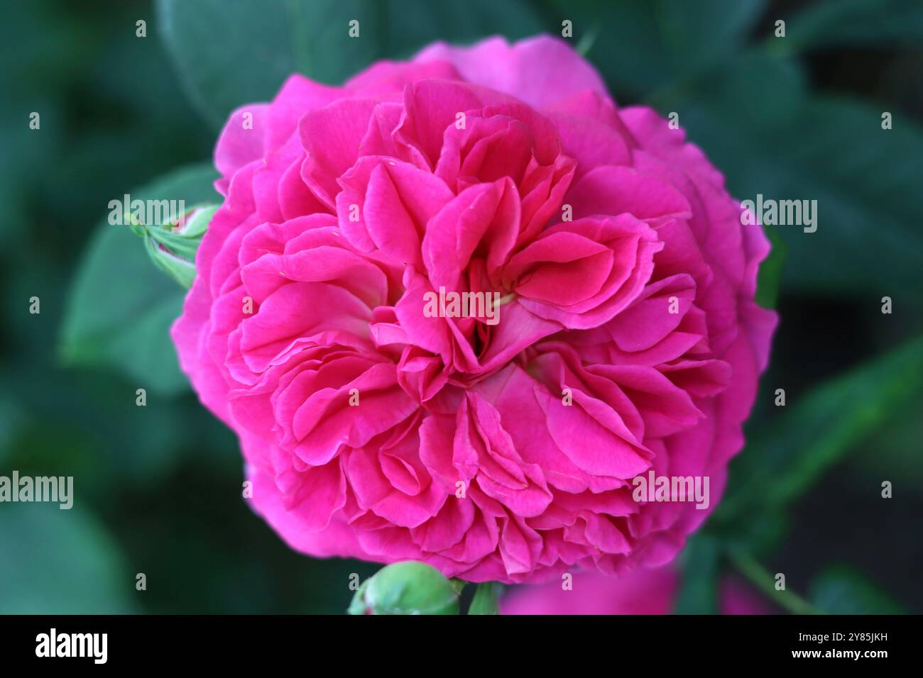 Magenta rose garden hi-res stock photography and images - Alamy