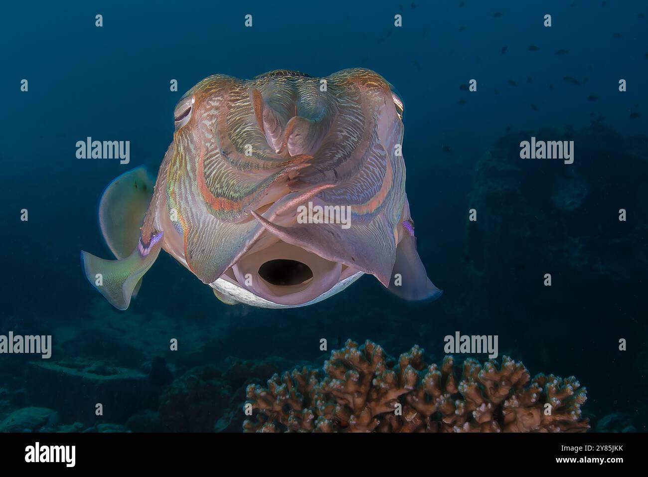 Female Pharaoh cuttlefish close up looks directly at the camera Blue ...