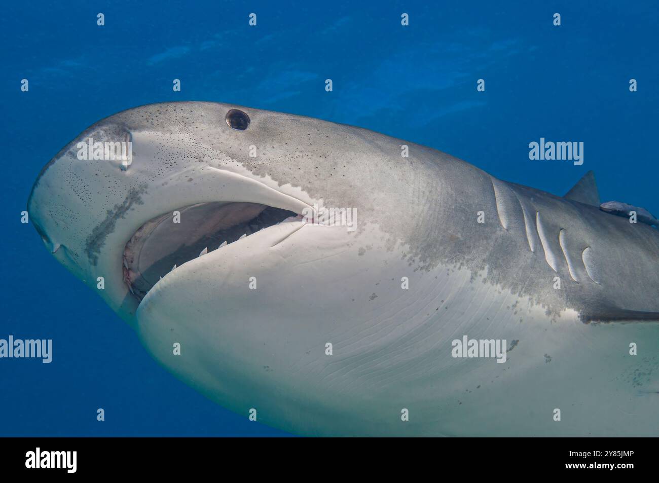 Close up of Tiger shark head and open mouth shows sharp serrated teeth ...