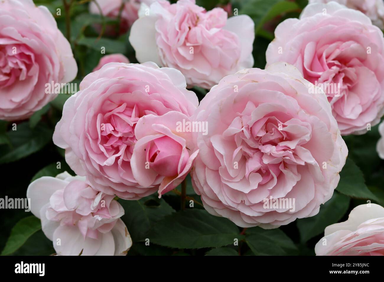 Large pink roses on a garden bush Stock Photo - Alamy