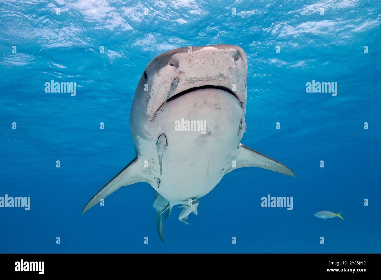 Low angle view of ventral side of large Tiger shark swimming close to ...