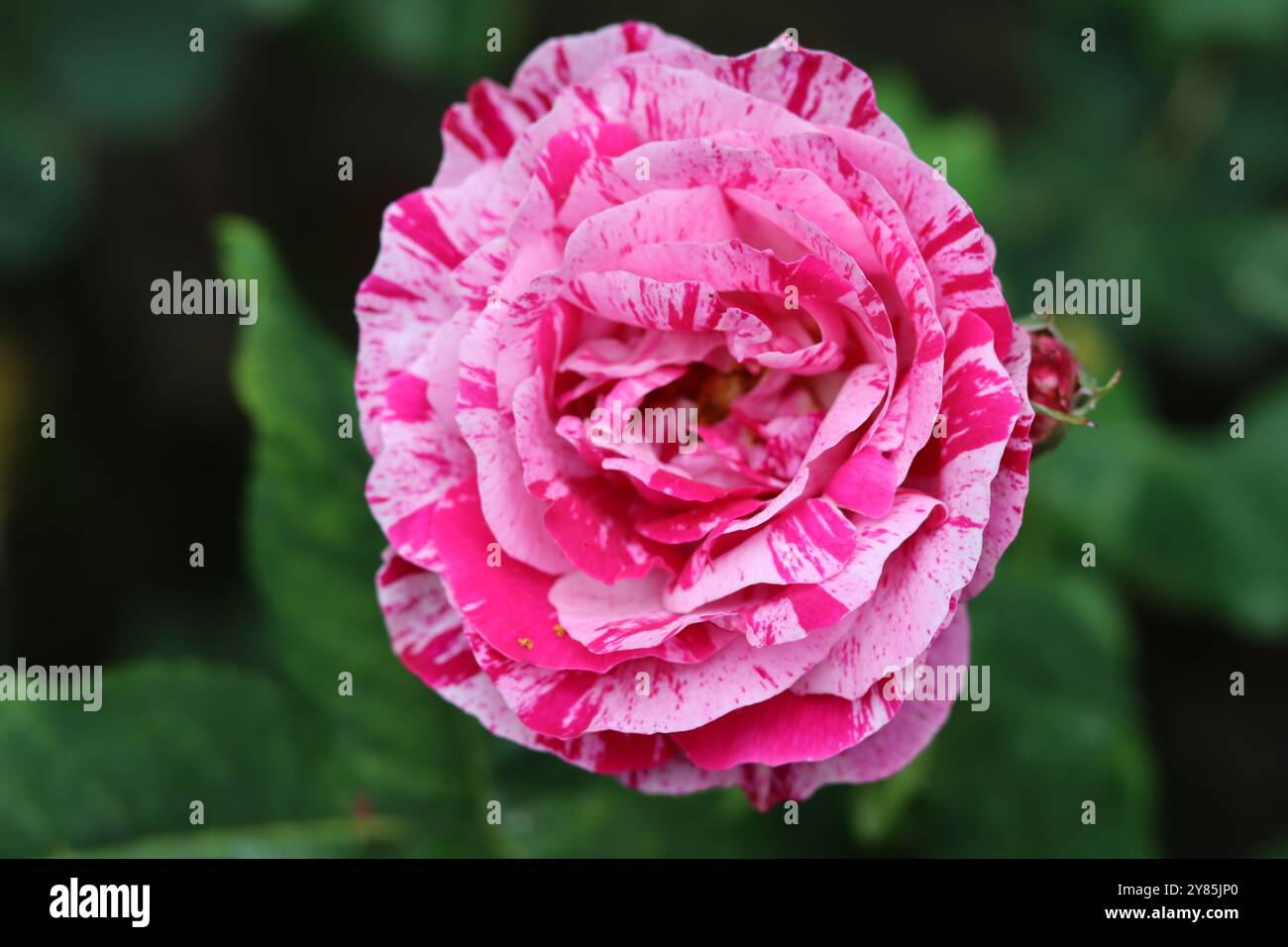Vibrant swirl deep pink hi-res stock photography and images - Alamy