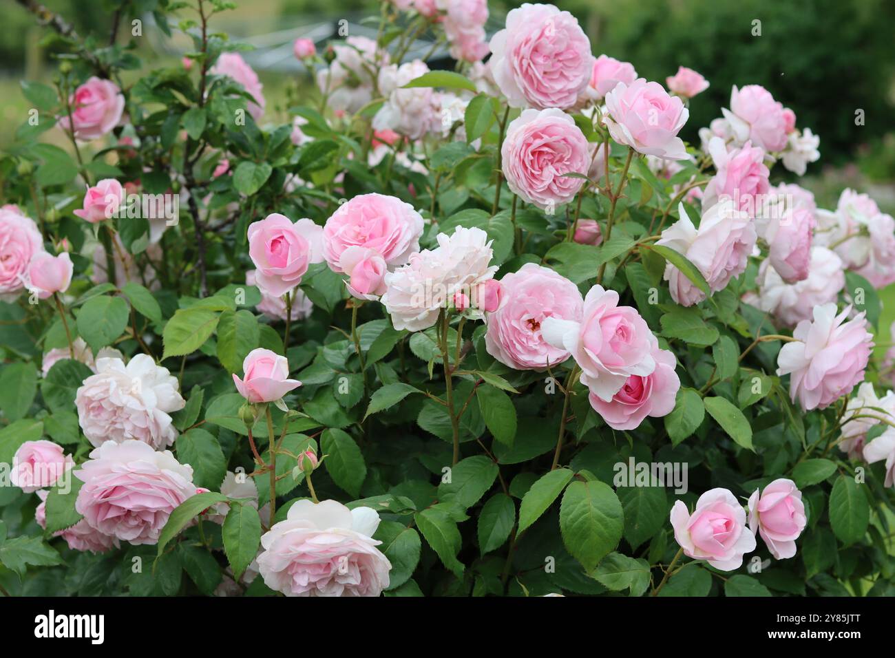 Large frilly flowers hi-res stock photography and images - Alamy