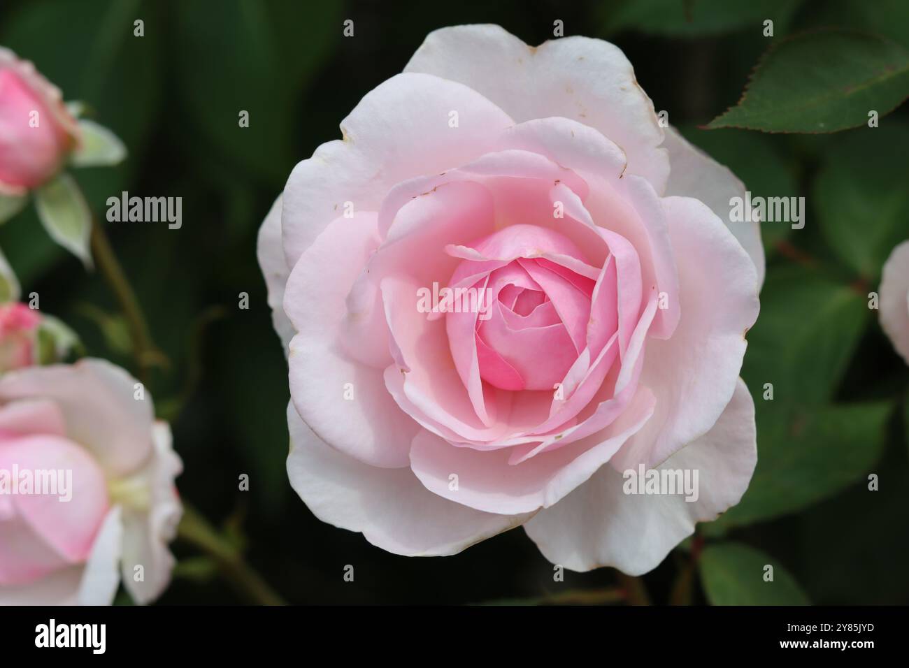 Close up of rose head hi-res stock photography and images - Alamy