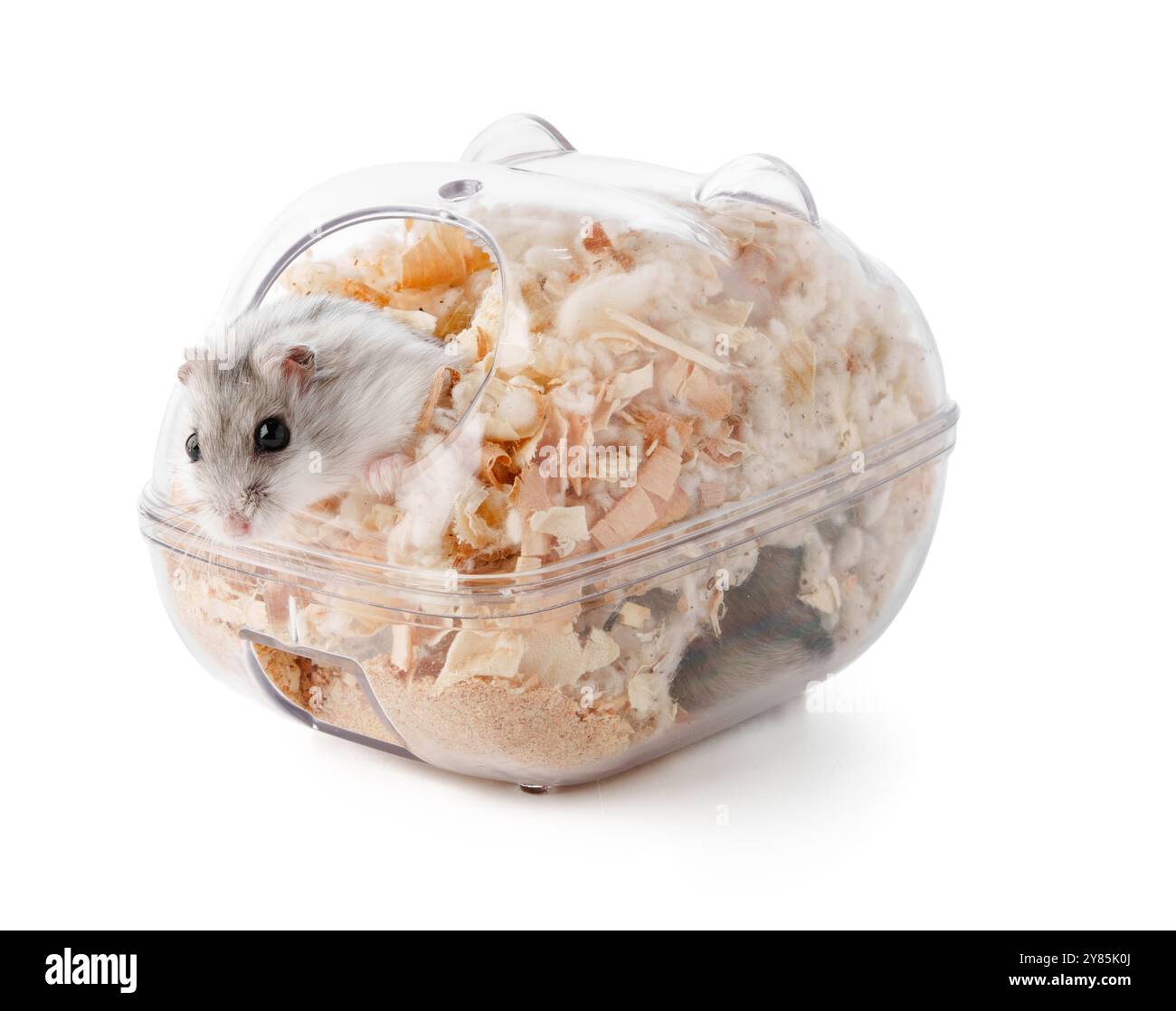 A curious hamster peeks out from its cozy habitat filled with bedding ...