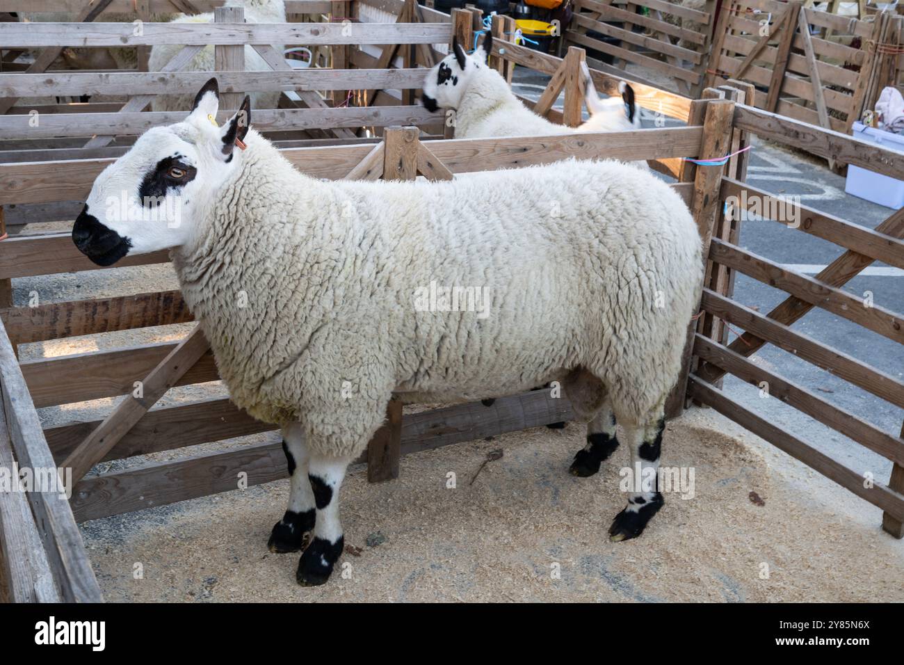 Kerry hill sheep hi-res stock photography and images - Alamy