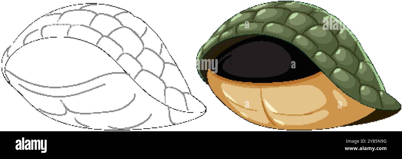 Colored and outline versions of a turtle shell Stock Vector Image & Art ...