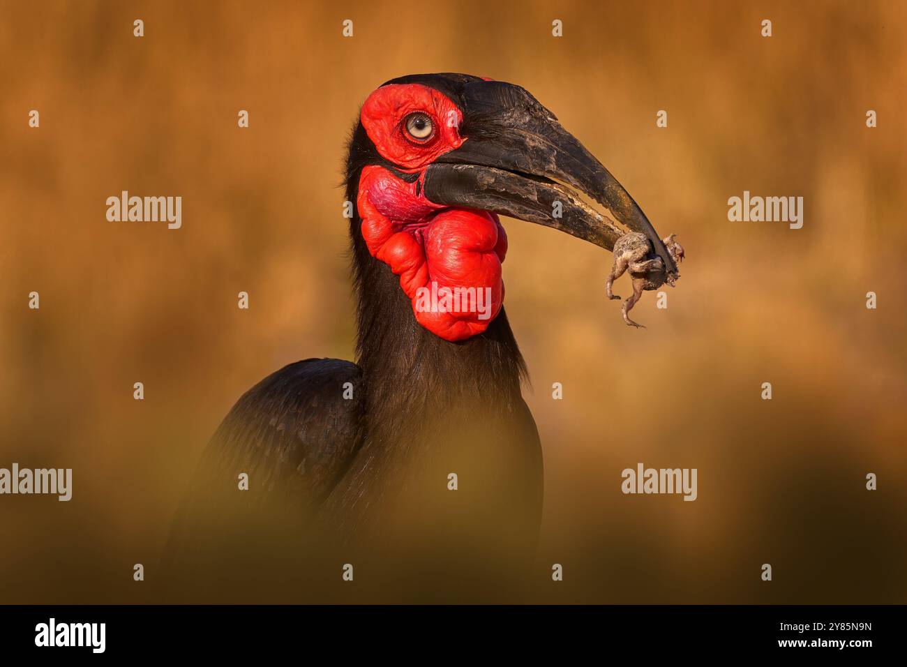 Frog in the bird bill. Southern ground-hornbill, Bucorvus leadbeateri ...