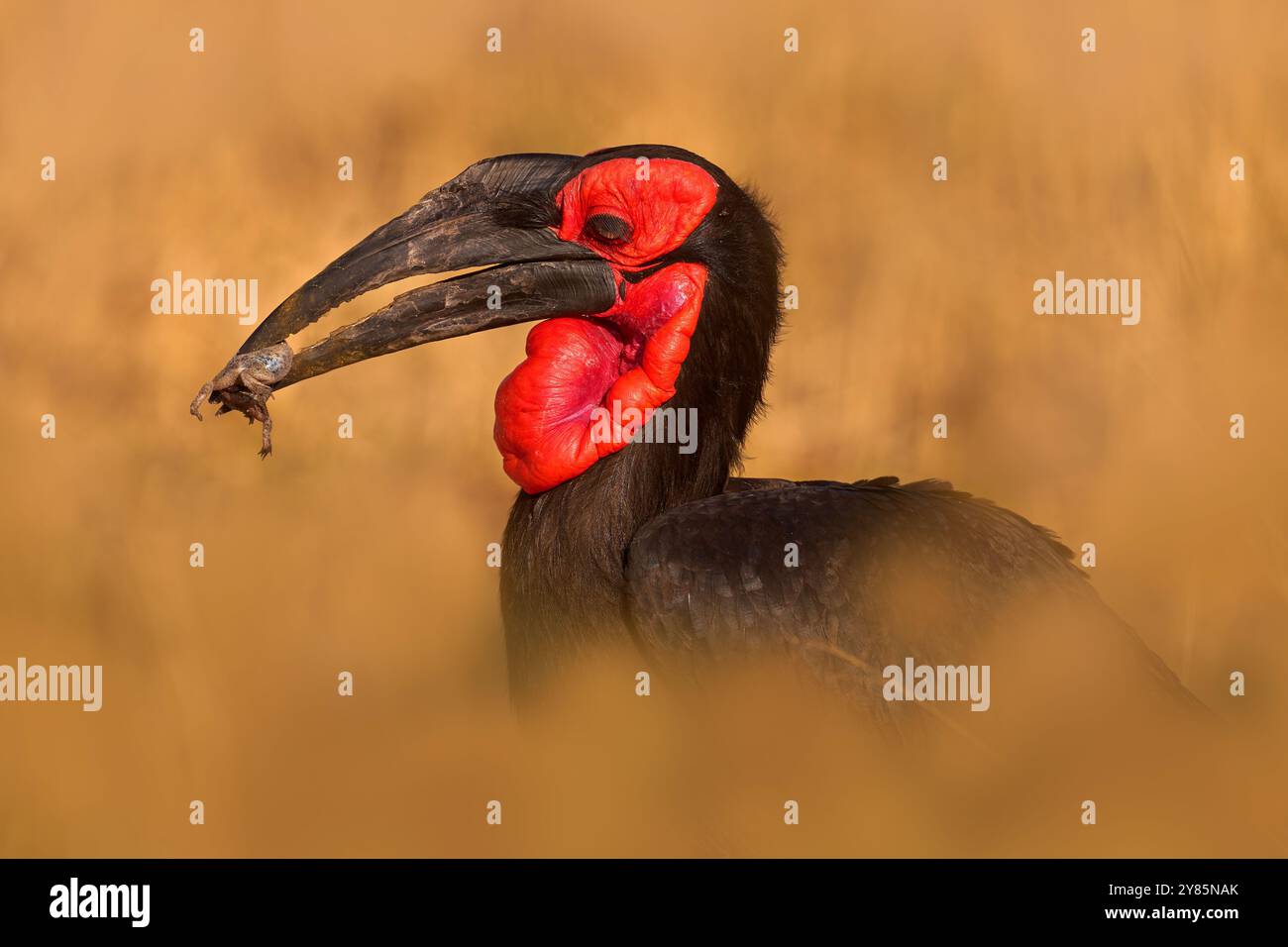Frog in the bird bill. Southern ground-hornbill, Bucorvus leadbeateri ...