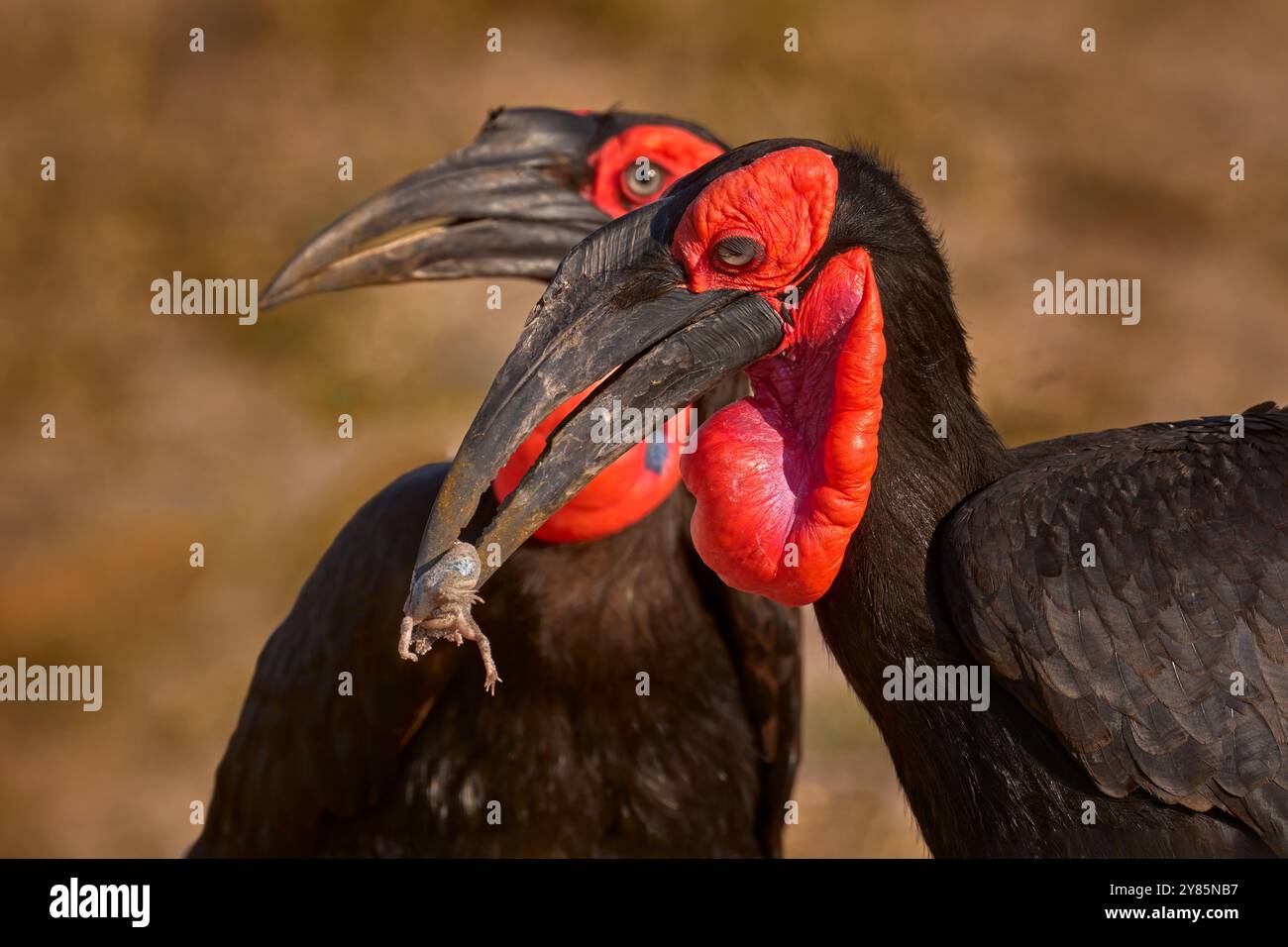 Frog in the bird bill. Southern ground-hornbill, Bucorvus leadbeateri ...