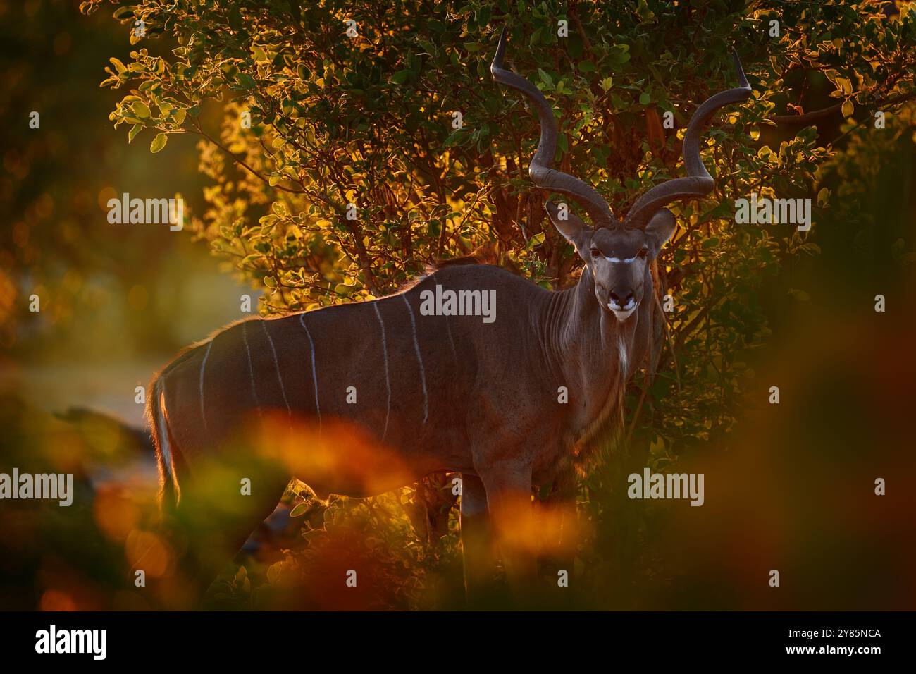 Sunset in Africa. Kudu sunset in the orange evening vegetation, hidden ...