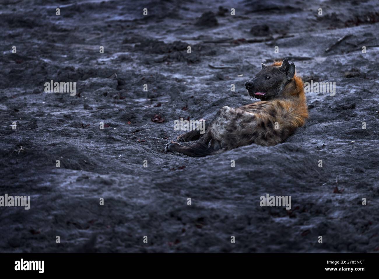 Dying hyena near the water hole in Africa. Hyena, detail portrait ...