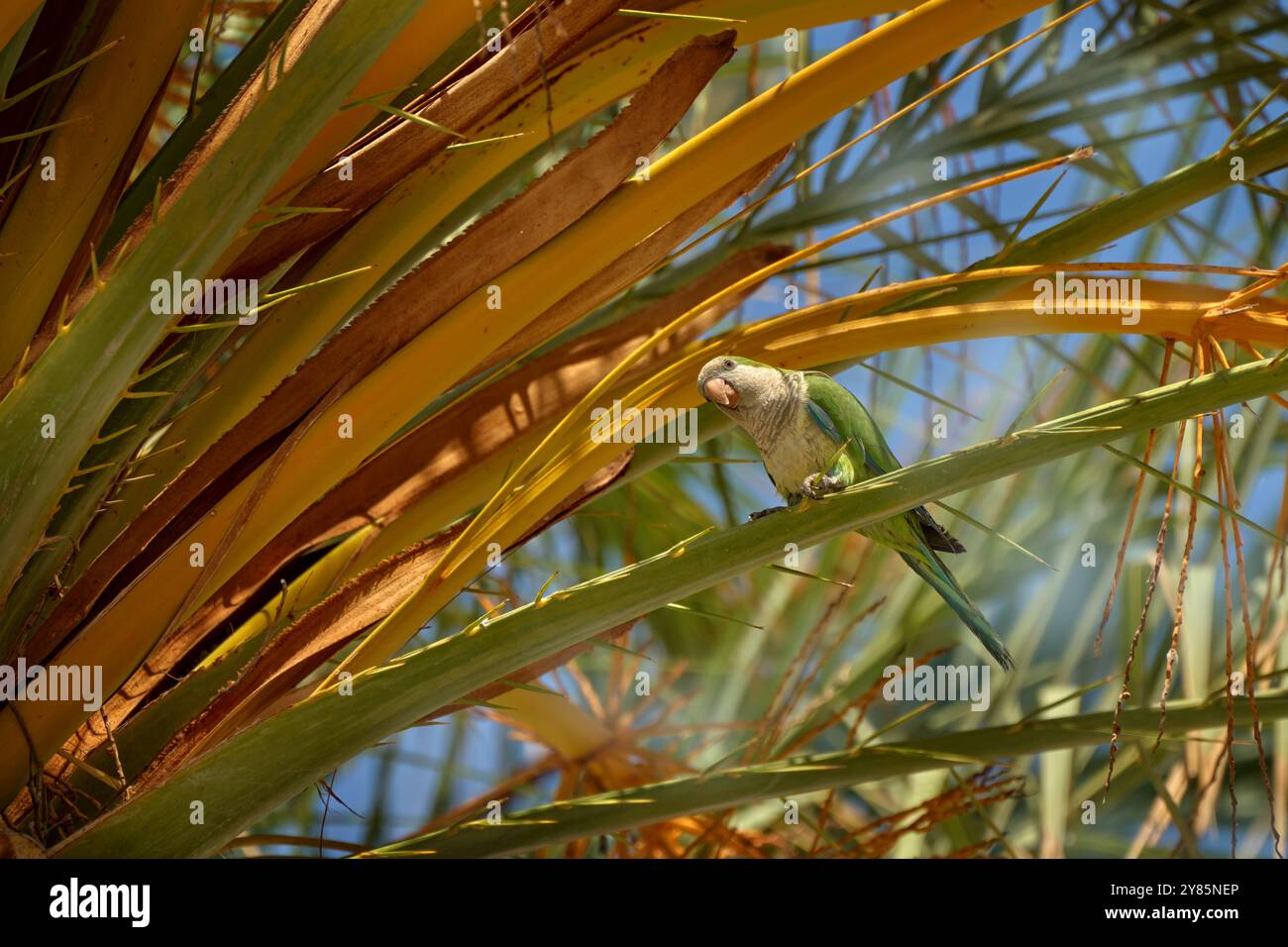 Monk parakeet, Myiopsitta monachus, grey green parrot in nature habitat ...