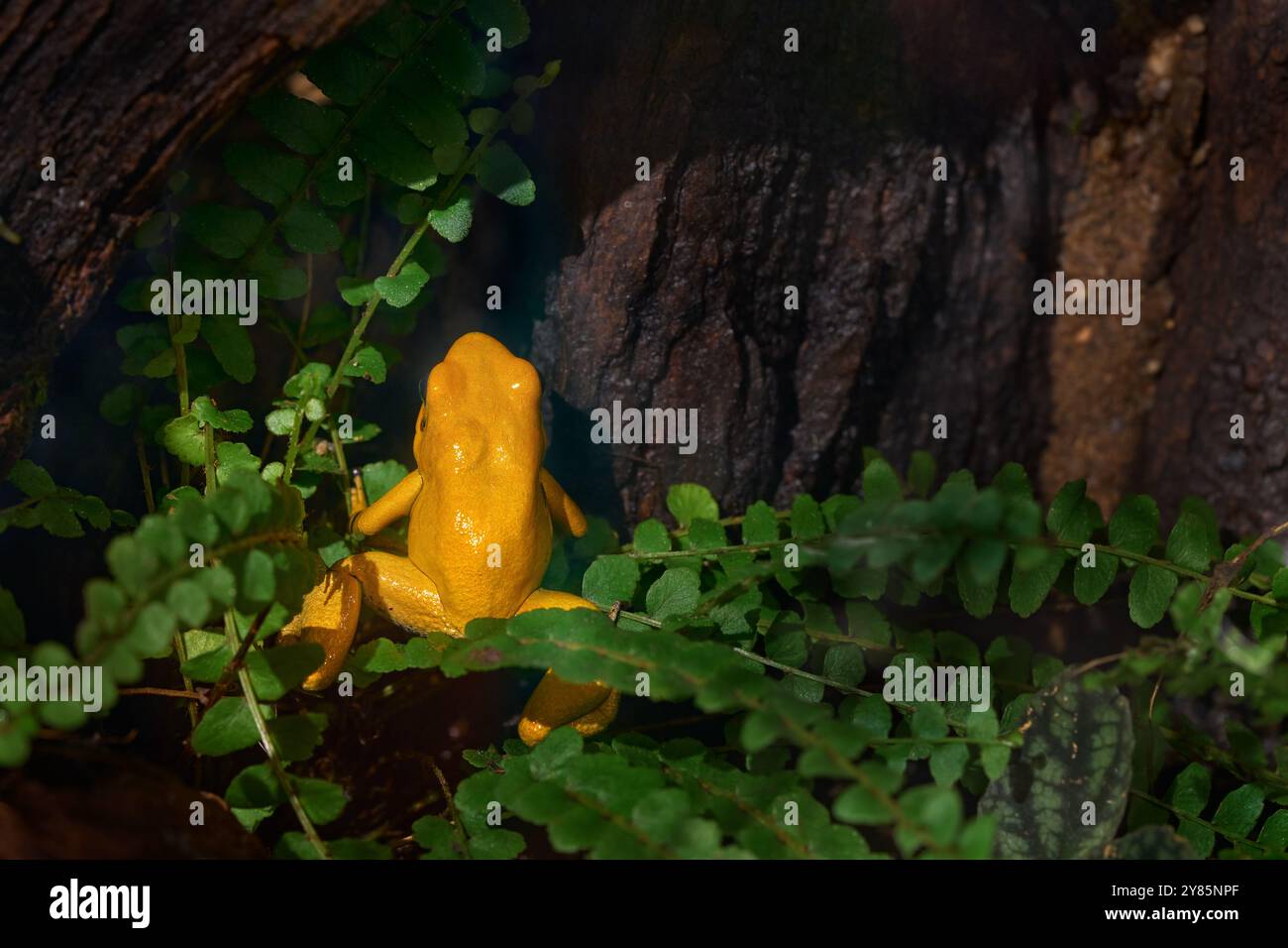 Phyllobates terribilis f. Orange , Blessed poison frog, lowland ...