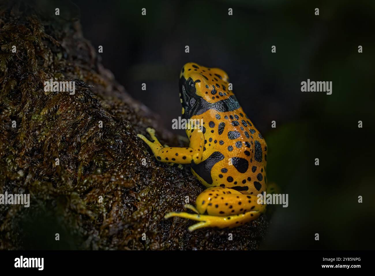 Dendrobates leucomelas, Yellow-headed poison dart frog (Fine spot) in ...