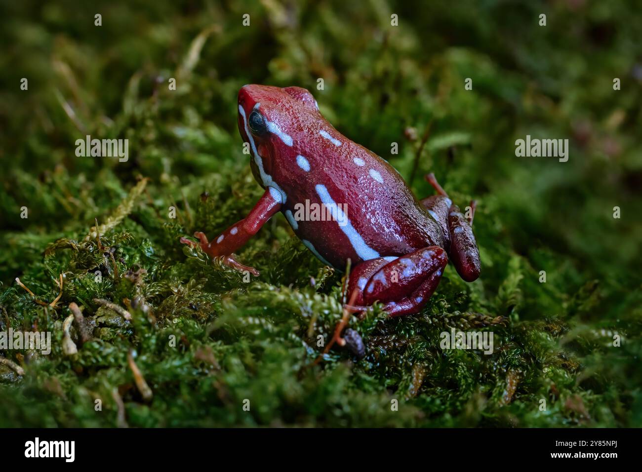 Anthony's poison arrow dart frog, Epipedobates anthonyi, around the Rio ...