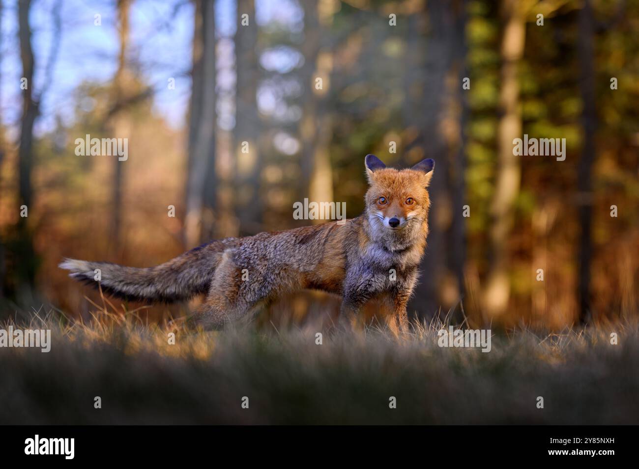 Cute red fox in the autumn forest, Sumana, Czech Republic in Europe ...