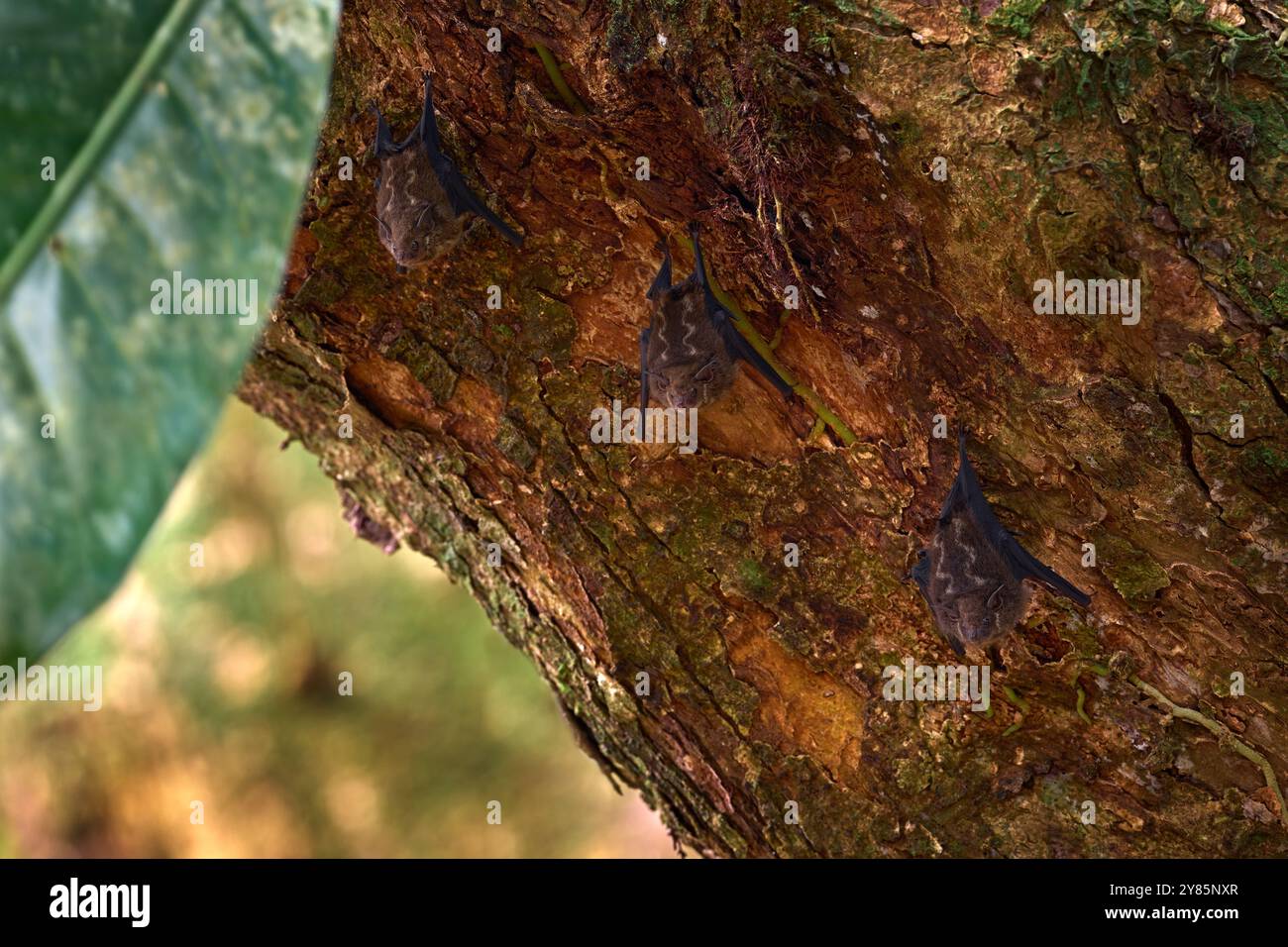 Proboscis bat, Rhynchonycteris naso, on the tree trunk in the tropic ...