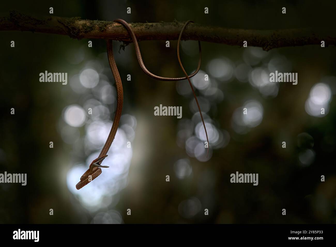 Oxybelis koehleri, Köhler's vine snake, viper looks like shoelace. Slim ...