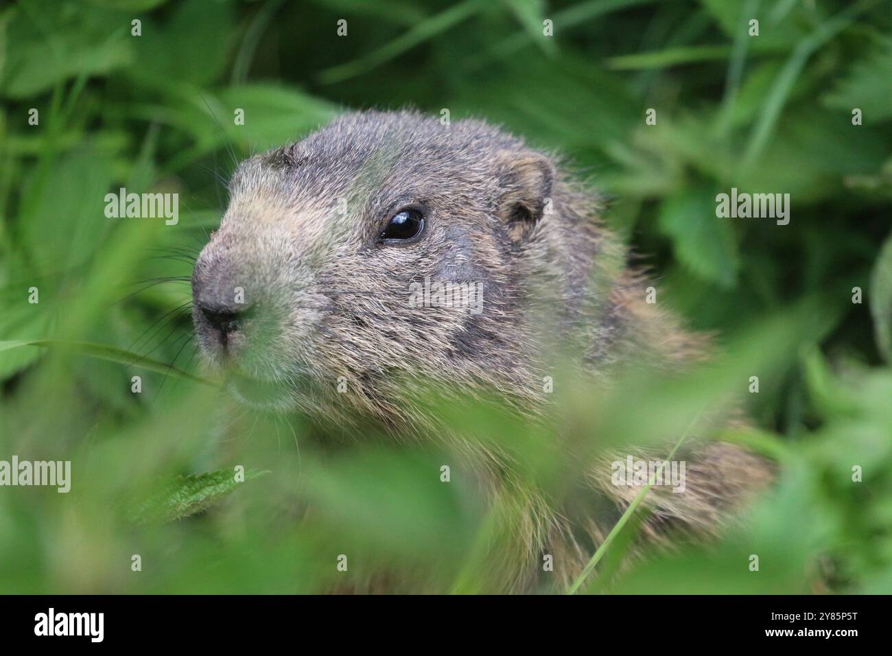 High alpine marmot hi-res stock photography and images - Alamy