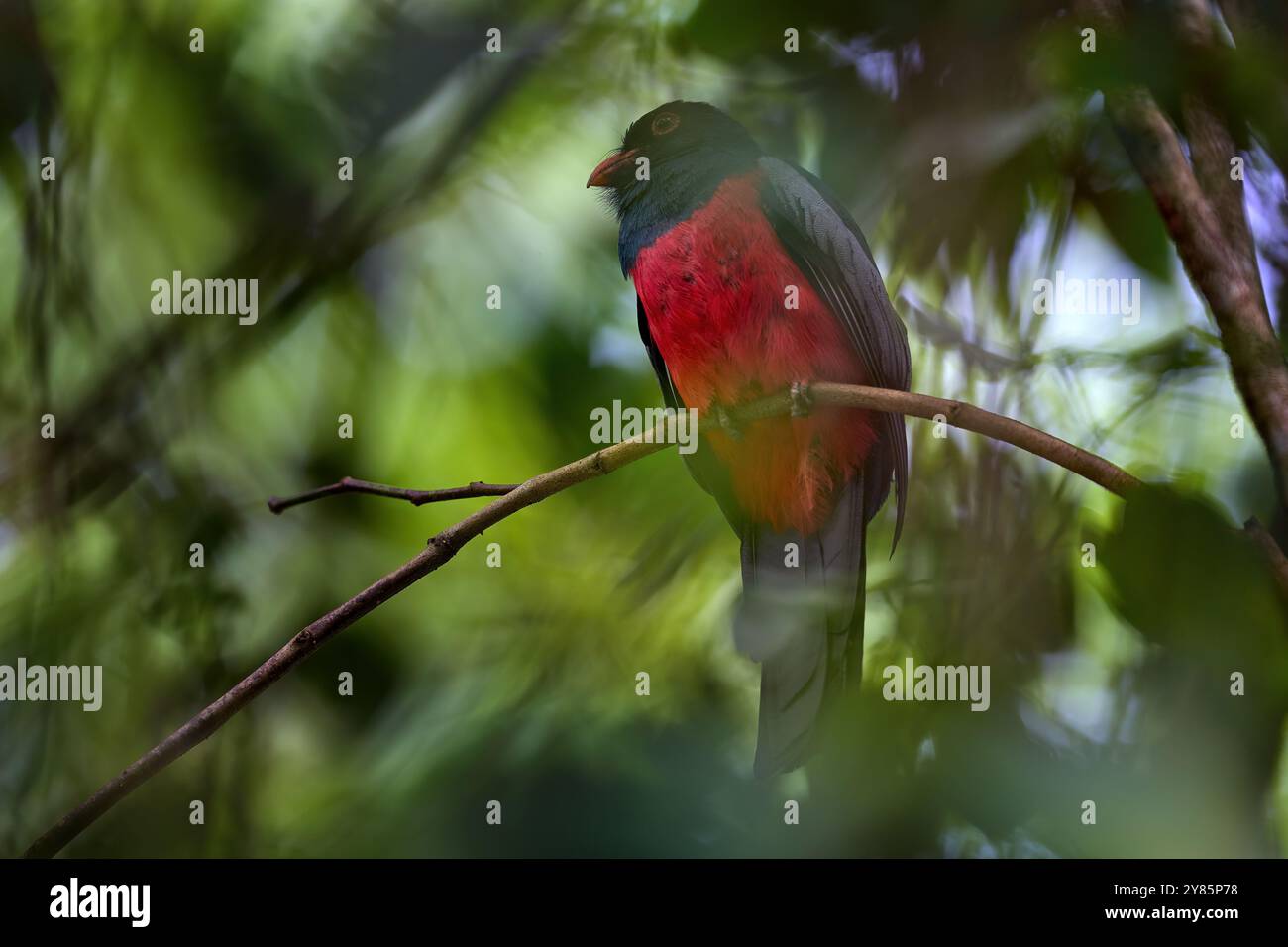 Slaty-tailed trogon, Trogon massena, beautiful bird from Río Sarapiquí ...